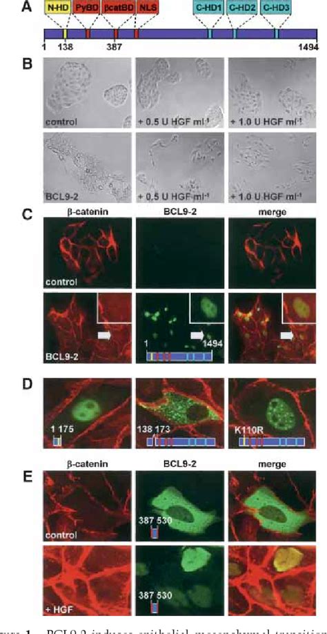 Figure 1 From Essential Role Of Bcl9 2 In The Switch Between Beta