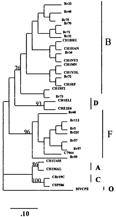 Phylogenetic Classification The Distinct Hiv 1 Subtypes Are