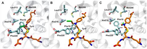 Snapshots From The 10 Ns Molecular Dynamics Simulation Of The