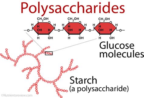 Polysaccharides Examples And Structure Image Nutrients Review