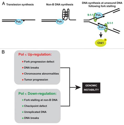 Full Article Role Of Dna Polymerase κ In The Maintenance Of Genomic