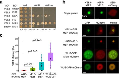 Vel3 Interacts With Msi1 And Can Direct Msi1 To The Nucleolus A Yeast