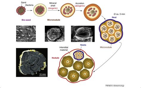 Marine Biominerals Perspectives And Challenges For Polymetallic