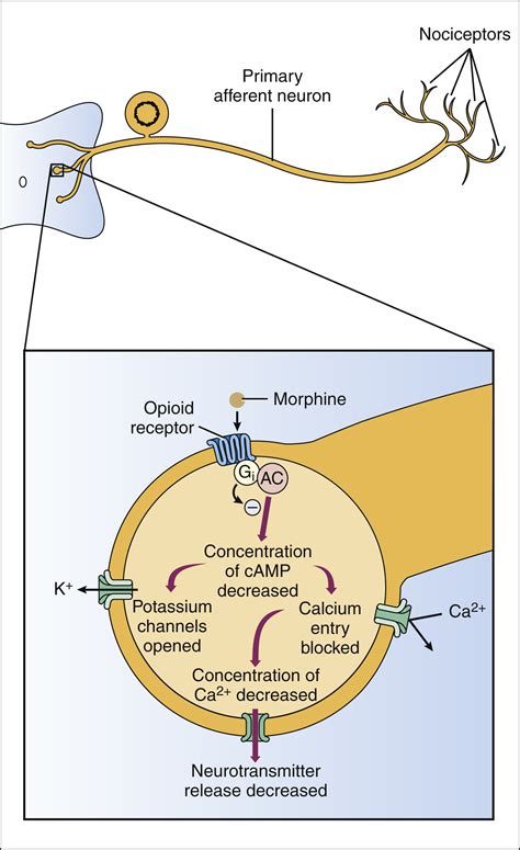 Opioid Analgesics And Antagonists Basicmedical Key