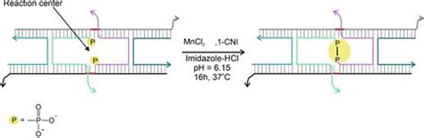 Dna Nanostructures As Catalysts Double Crossover Tile Assisted 5′ To 5