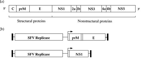A Schematic Diagram Of Liv Genome B Recombinant Sfv Liv Constructs
