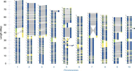 A Chromosome Scale Assembly Of The Sorghum Genome Using Nanopore