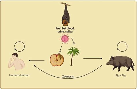 Transmission Of Nipah Virus Download Scientific Diagram
