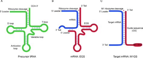 Substrates For M1 Rna And Rnase P A Pre Trna B A Target Mrna