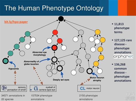Deep Phenotyping To Aid Identification Of Coding And Non Coding Rare D…