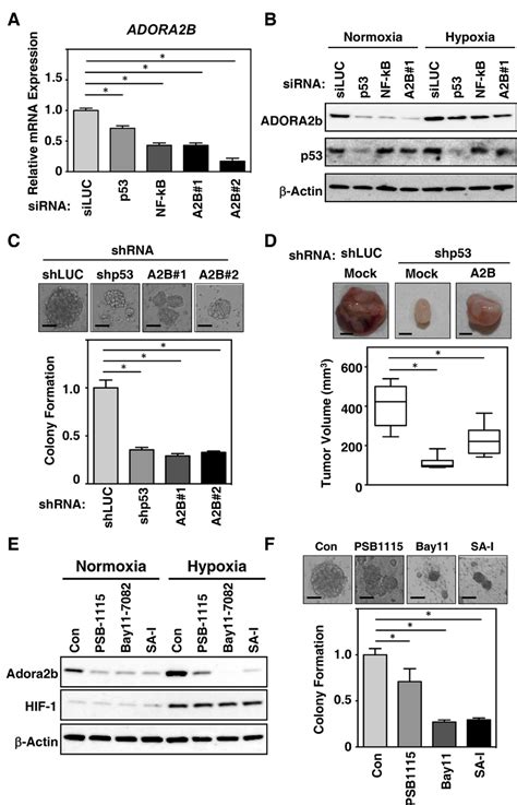 Mutant Tp53 Depletion Inhibits Breast Cancer Tumorigenesis And