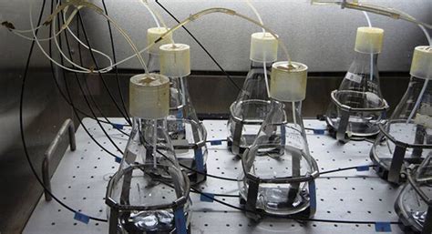 feedback controlled carbon feeding at shake flask scale