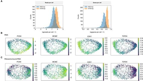Fig S2 Transcriptomic And Translatomic Dissection Of Download