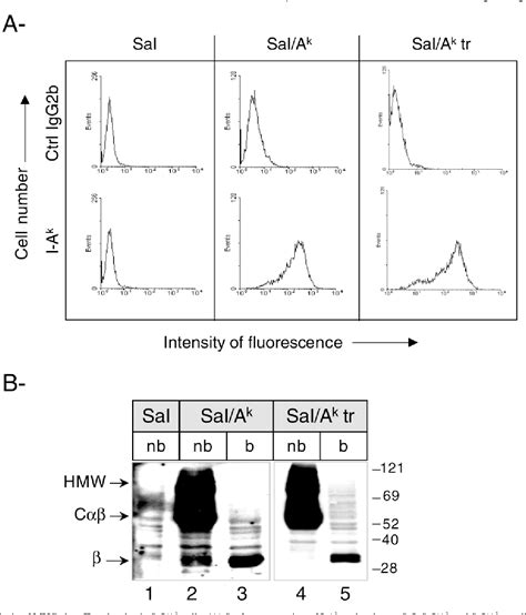 Figure 1 From Intracytoplasmic Domains Of Mhc Class Ii Molecules Are