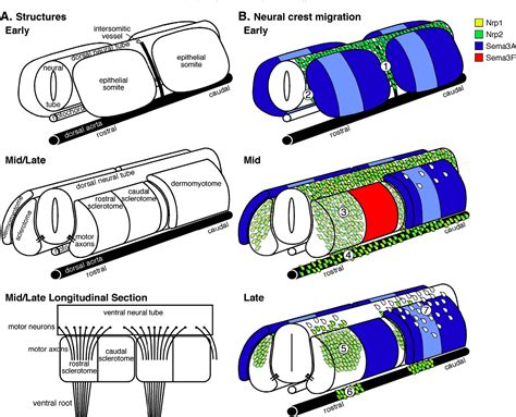 Figure 2 From Division Of Labor During Trunk Neural Crest Development