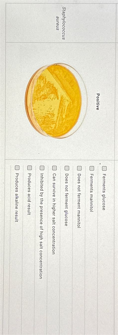 Solved Choose Correct Interpretation For Staphylococcus