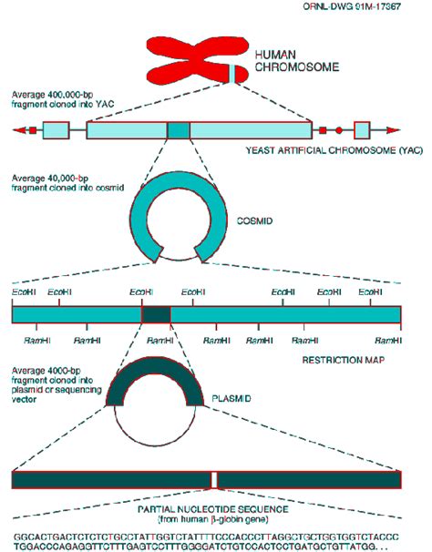 Fig 11 Constructing Clones For Sequencing