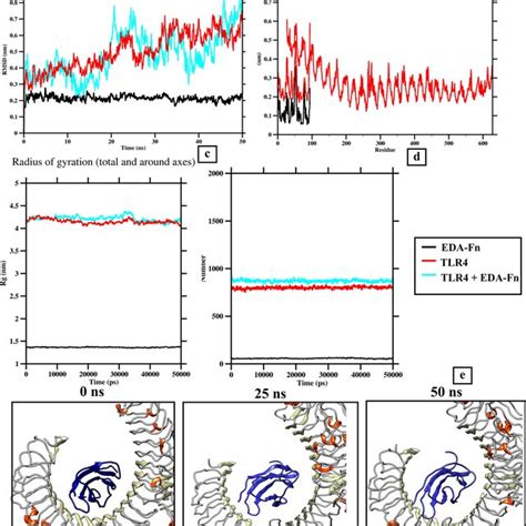 Md Simulation Of Tlr2 Eda Fn Complex A Rmsd B Rmsf C Radius Of