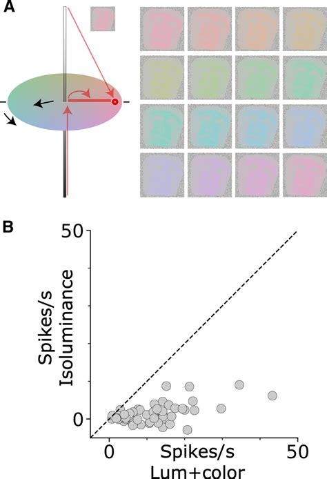 Color Tuning Of Face Selective Neurons In Macaque Inferior Temporal
