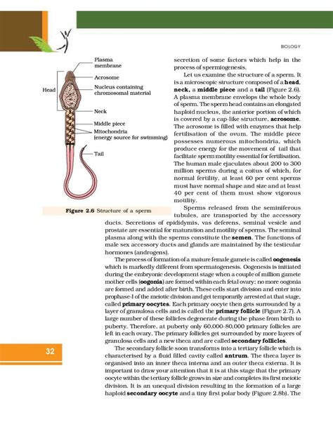 Up Board Book Class 12 Biology Chapter 2 Sexual Reproduction In