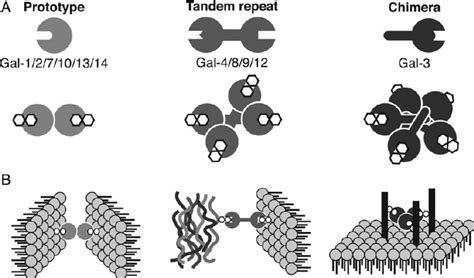 Structure And Extracellular Functions Of Galectins A The Mammalian