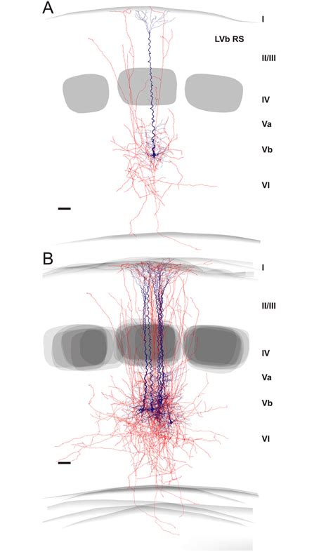 Reconstructions Of Regular Spiking Rs Pyramidal Cells A Individual