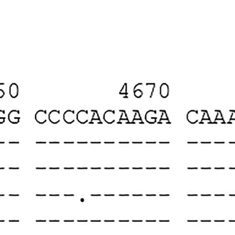 Partial Nucleotide Sequence Alignment Of The Intron 3 Sequences Of The