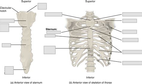 Lab Terms Axial Skeleton Vertebrae Thorax Anatomy
