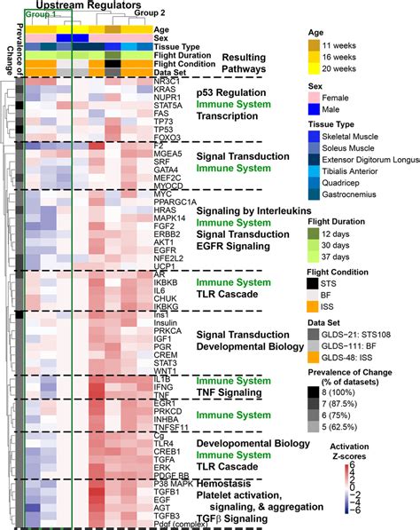 predicted upstream regulators for muscle tissue affected
