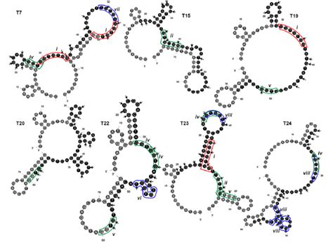 Secondary Structure Models Of Tgs Aptamers As Predicted By M Fold