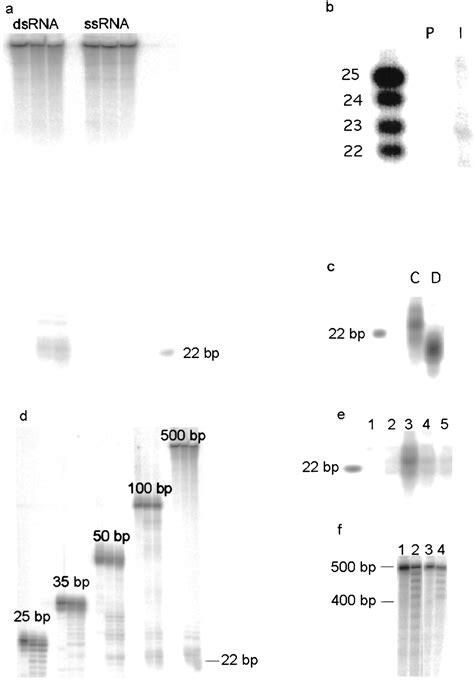 Dicer Functions In Rna Interference And In Synthesis Of Small Rna