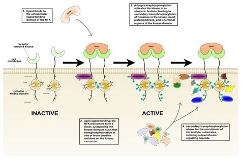 Ligand Binding To A Receptor Kinase Results In