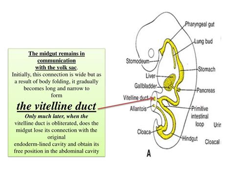 Ppt Derivatives Of The Ectodermal Germ Layer Powerpoint Presentation