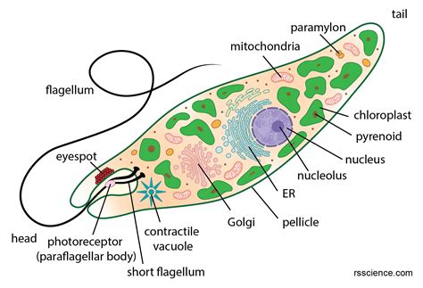 Flagella And Cilia Definition Structure And Functions Rs Science