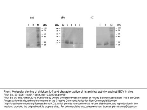 Figure 1 Chil 7 Gene Amplification And Its Eukaryotic Expression