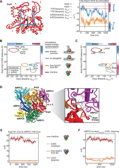 Molecular Dynamics Simulations Support A Multi Step Pathway For