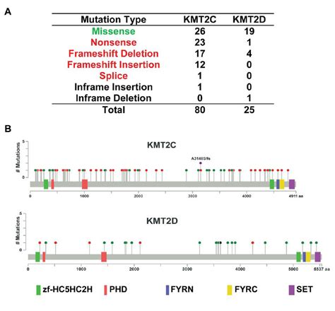Kmt2c And Kmt2d Mutational Spectrum In Breast Cancer A Frequency Of