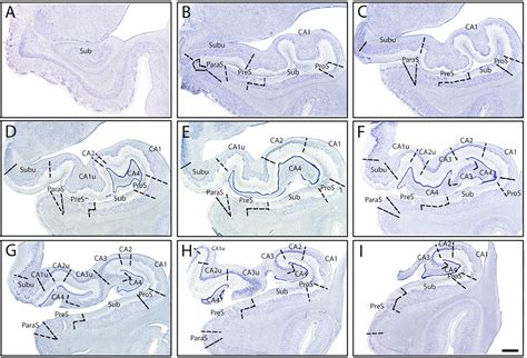 Frontiers Pentad A Reproducible Cytoarchitectonic Protocol And Its