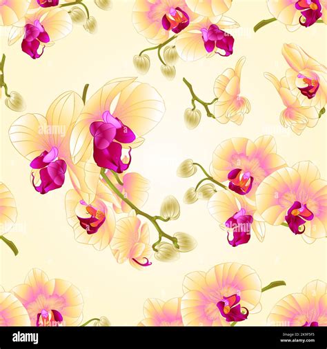 Seamless Texture Beautiful Phalaenopsis Orchids Yellow Stems With