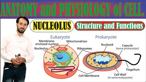 What Is Nucleolus Structure Composition And Functions Of Nucleolus