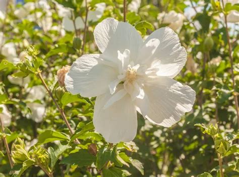 Hibiscus Syriacus O Rosa Coreana De Sharon Ketmia Siria Arbusto