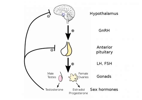 Gonadotropins Hypothalamic Pituitary Axis Teachmephysiology