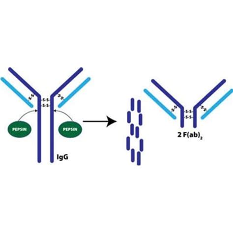 Immobilized Pepsin For Generation Of F Ab 2 Fragments From Igg