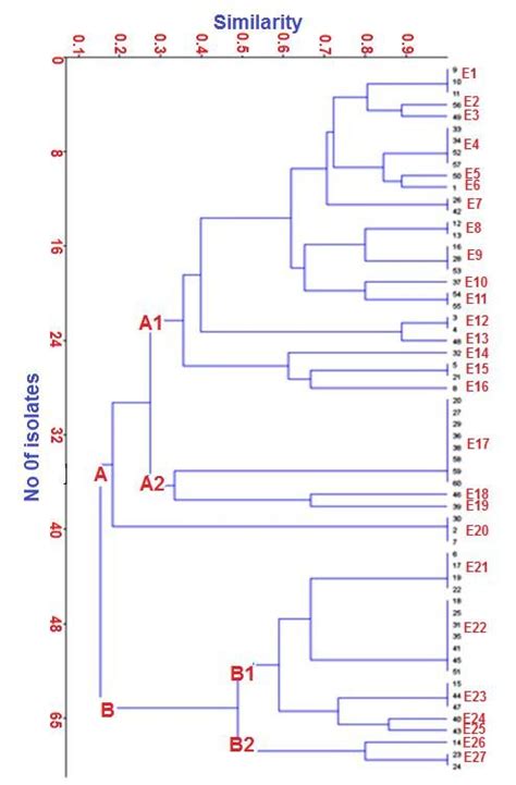 Dendrogram Obtained From Eric Pcr Data E Is Referred To Cluster Of