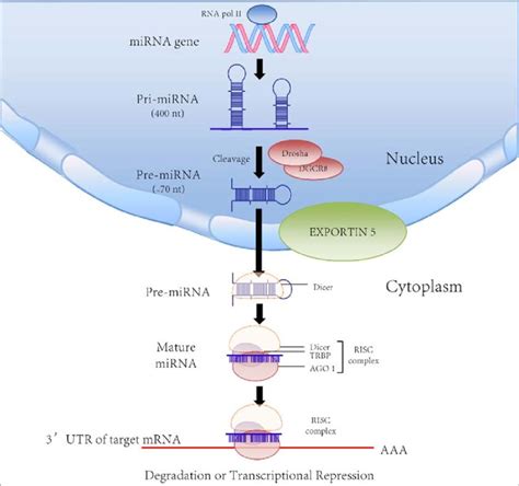 Microrna Biogenesis Microrna Mirna Genes Are Transcribed By Rna