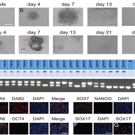 Sox17 Deficient Xen Cells Contribute To The Parietal Endoderm