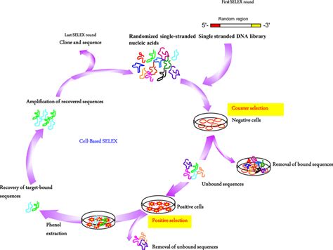 Cell Selex To Identify Aptamers That Targets Membrane Proteins First
