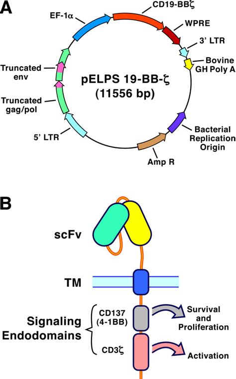 The Biotechnology Of Chimeric Antigen Receptors For Cytotoxic T