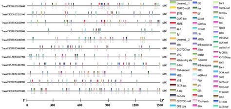 Information On Cis Regulatory Elements In Promoter Regions Of 11