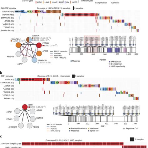 Pdf Pan Cancer Network Analysis Identifies Combinations Of Rare
